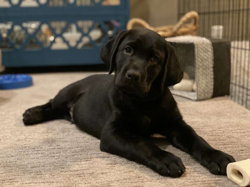 Exercise and socialization space for AKC Labrador Retrievers