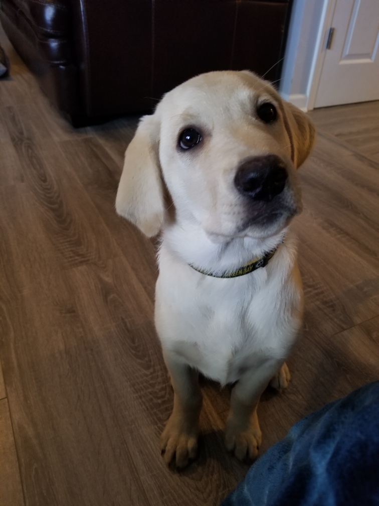 Exercise and socialization space for AKC Labrador Retrievers