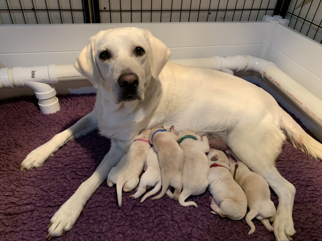 Exercise and socialization space for AKC Labrador Retrievers