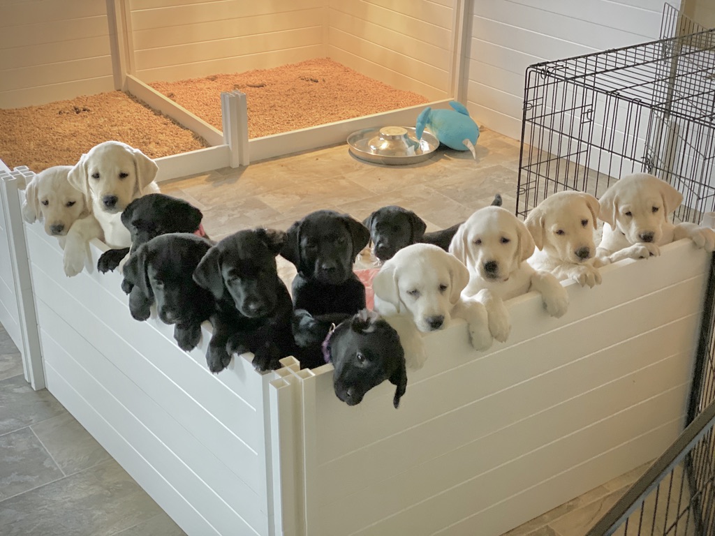 Exercise and socialization space for AKC Labrador Retrievers