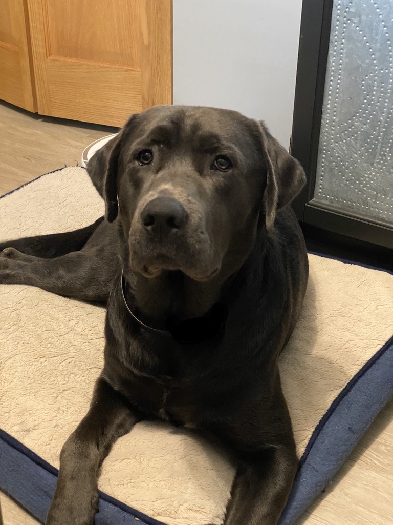 Exercise and socialization space for AKC Labrador Retrievers